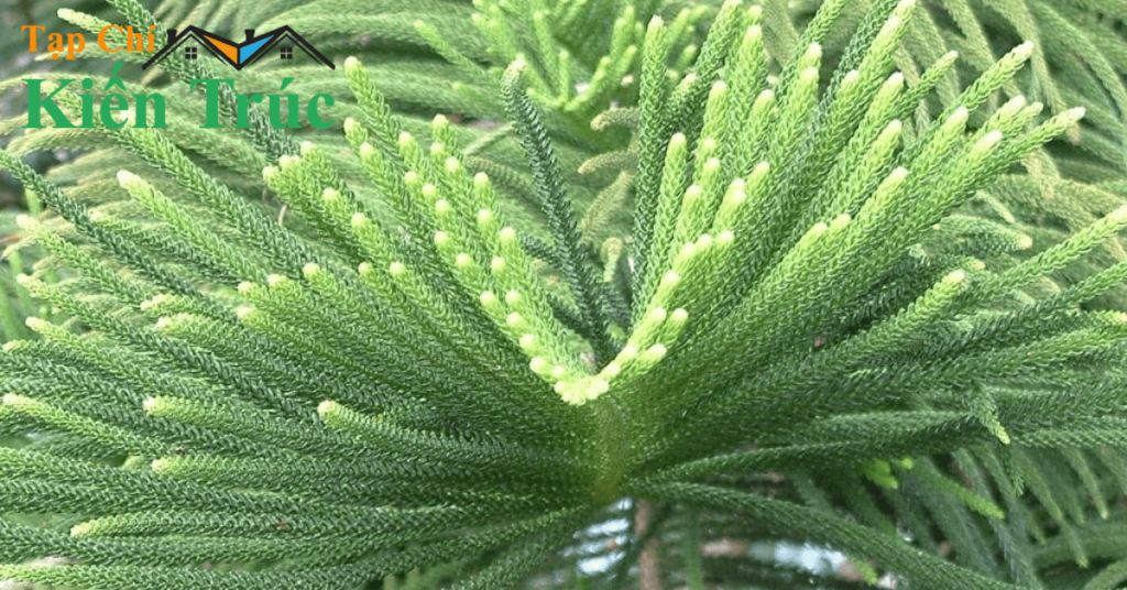 Cây Tùng Bách: Đặc Điểm, Nguồn Gốc Và Ý Nghĩa Cây Tùng Bách